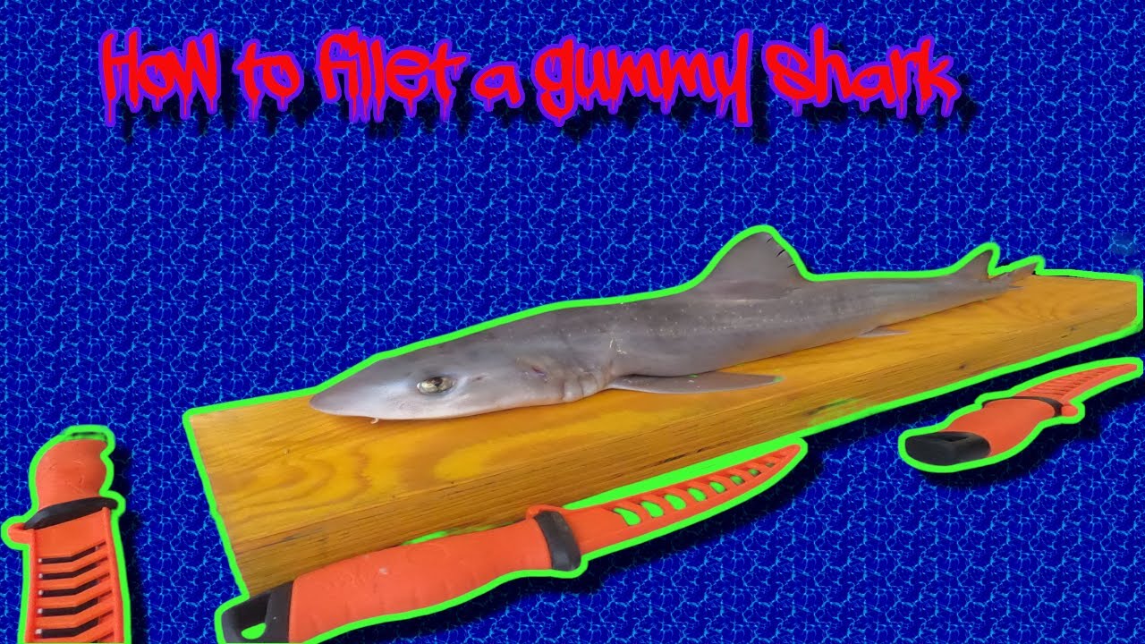 This Video Shows You How to Fillet a Gummy Shark EASILY - YouTube