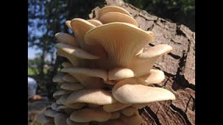 Ruffle Shape Mushroom