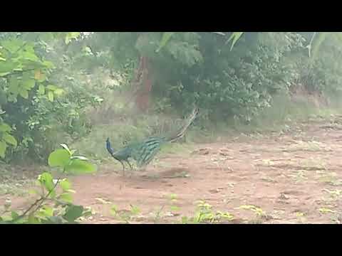 Mor bird 🕊️ gamij village culture Gujarat India #@Relax_Night_and_Day ...