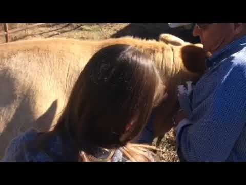 Subcutaneous Injection Cattle - YouTube