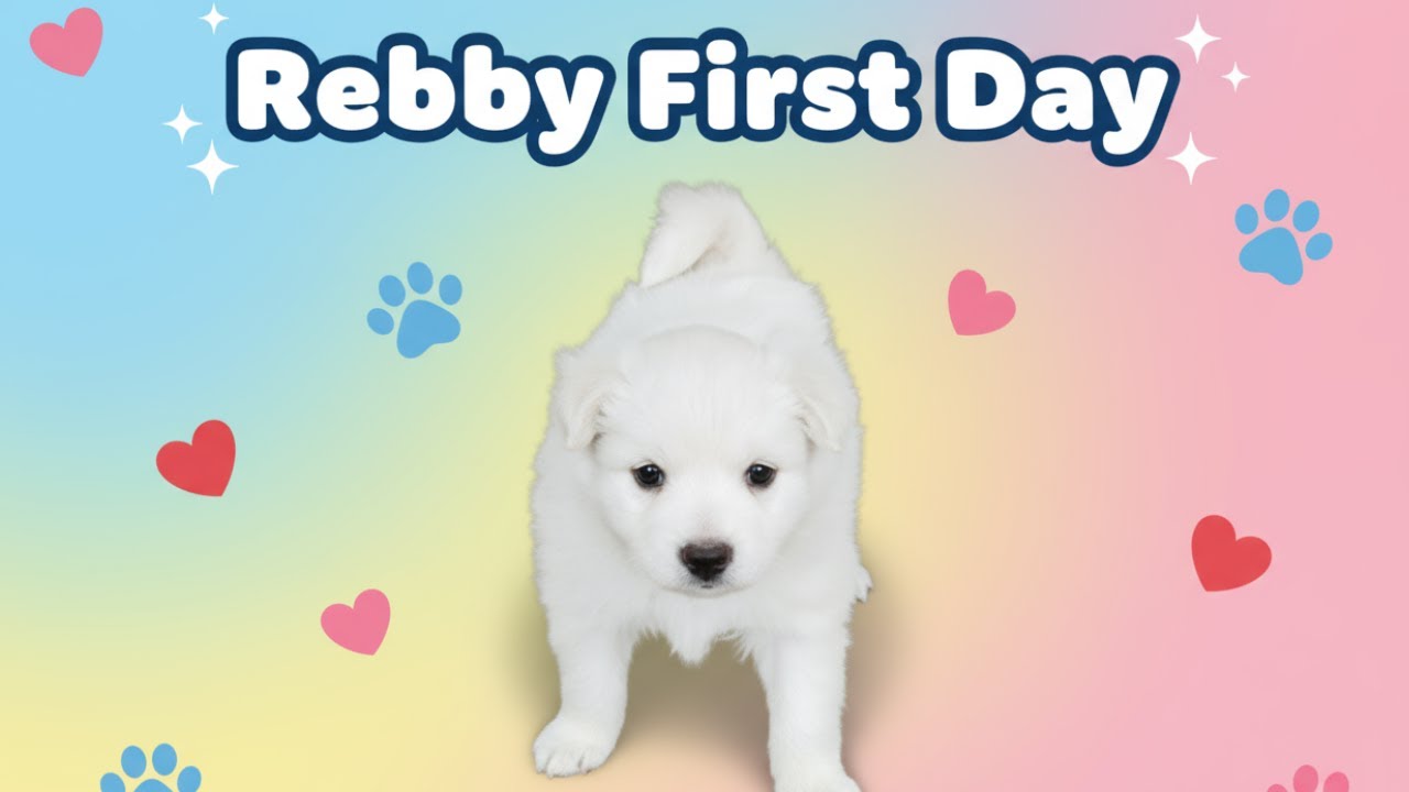 Rebby’s First Day Home | Cute Puppy Adventures Begin! #dogs - YouTube