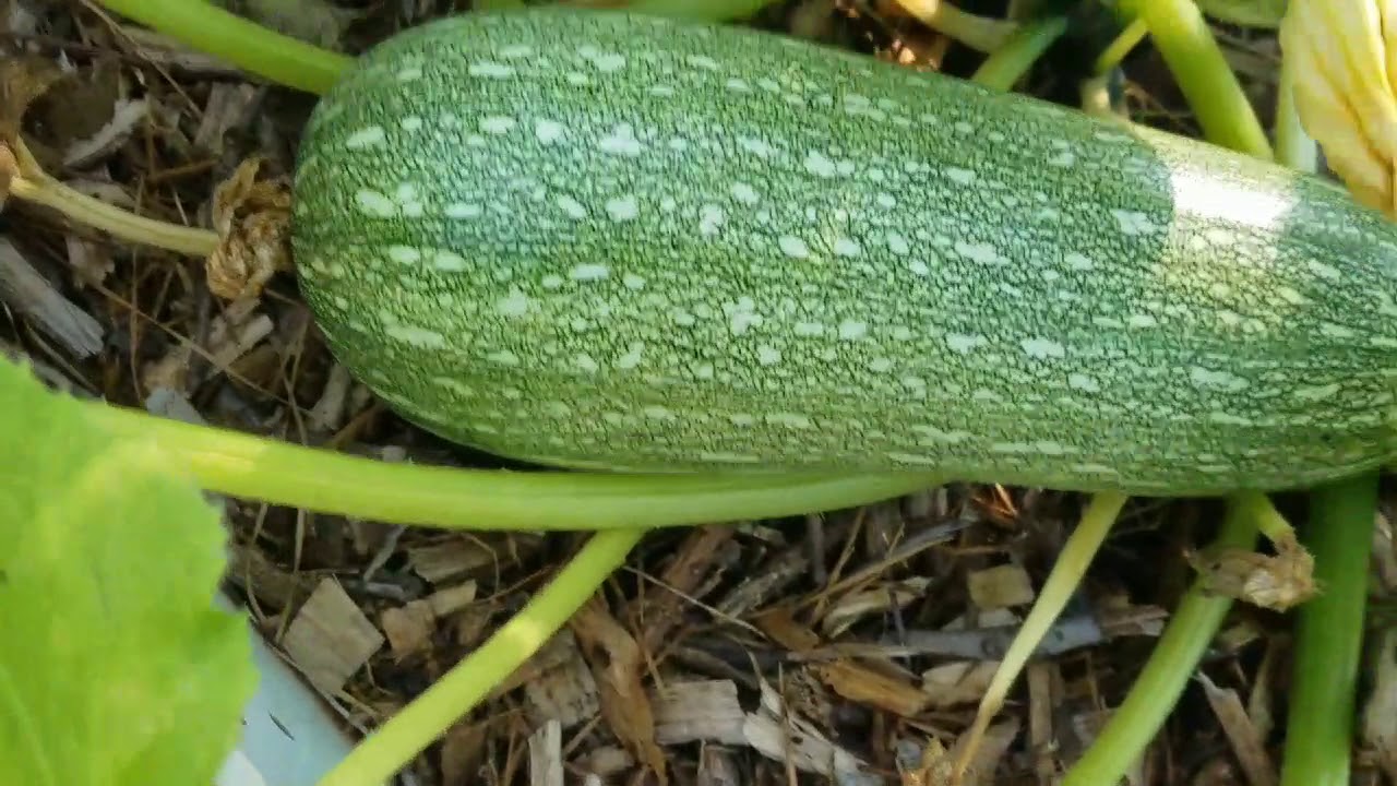 SPRING GARDEN TOUR 2019 - YouTube