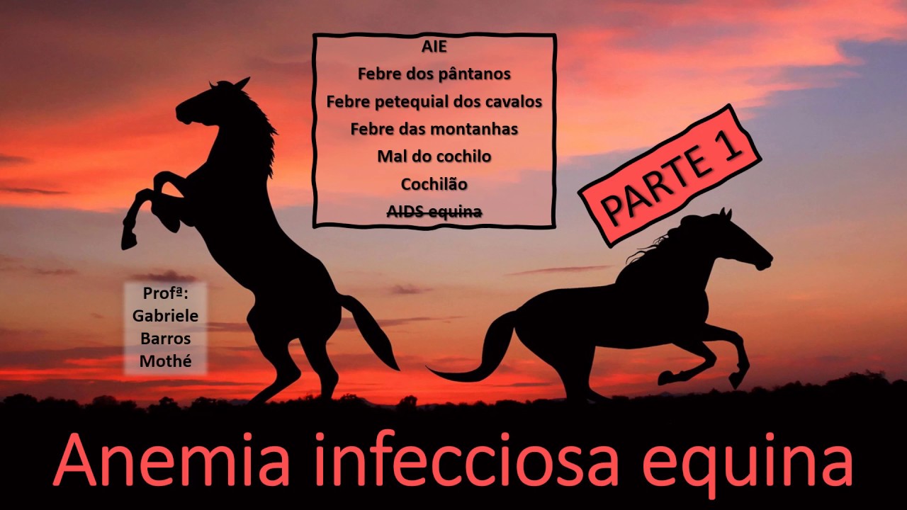 ANEMIA INFECCIOSA EQUINA - parte 1 (medicina veterinária) - YouTube