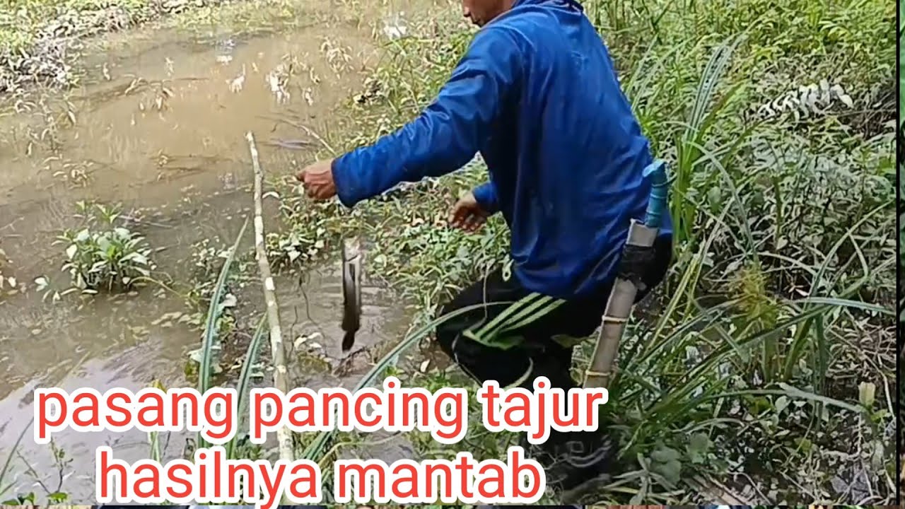 pasang pancing tajur habis kerja di spot parit ladang sawit - YouTube