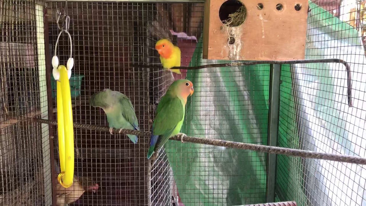 Lovebird Parrot in Myanmar - YouTube