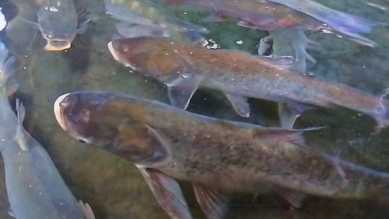 How mother fish are being farmed | Fish farming | Big fish | FISH FACTS ...