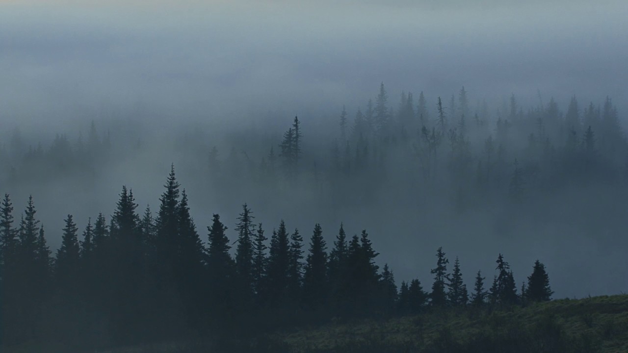 Forest Ambient Music - 8 Hours Forest and Nature Sounds - YouTube
