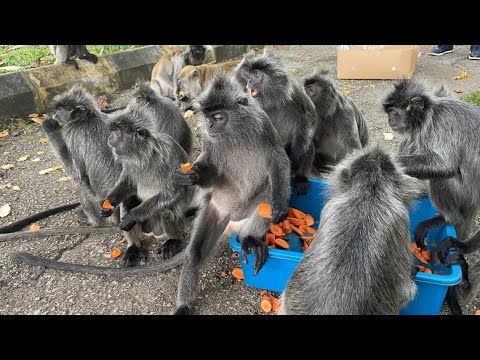A Video Of Monkeys Eating Food That Will Amaze You 4k Quality Monkeys ...