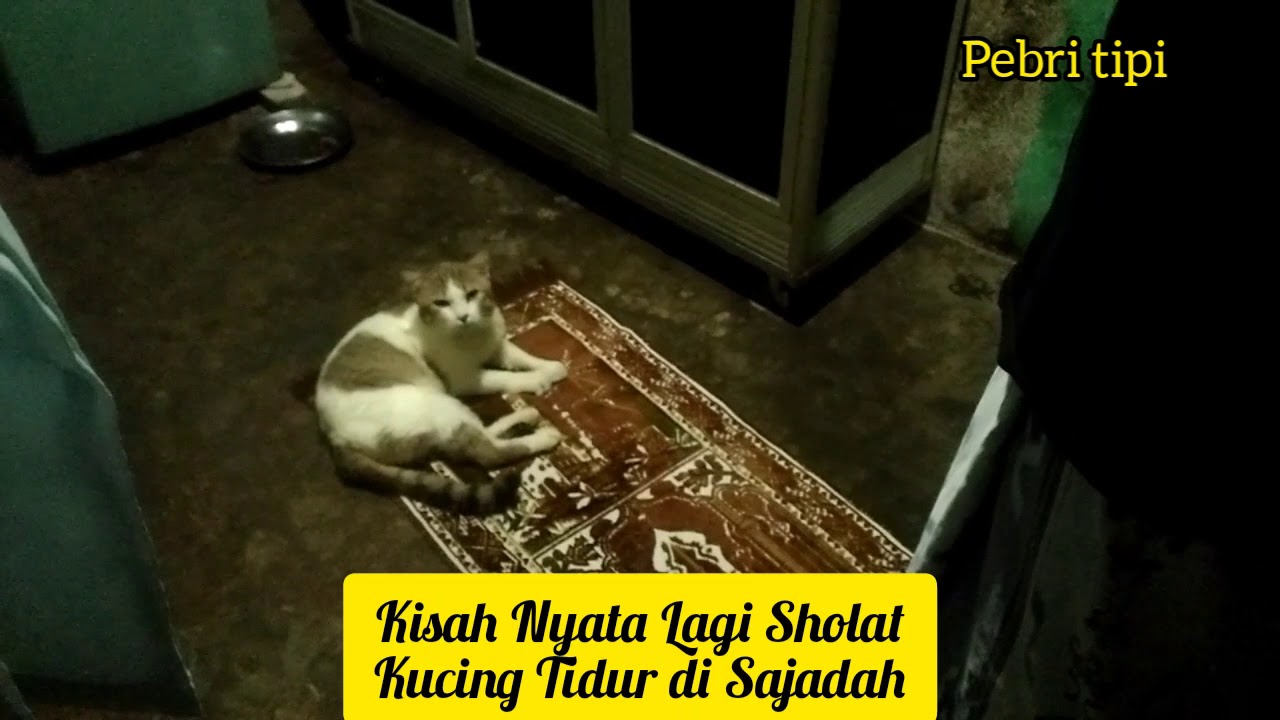 21 JUNI 2020 LAGI SHOLAT KUCING TIDURAN DI SAJADAH - YouTube