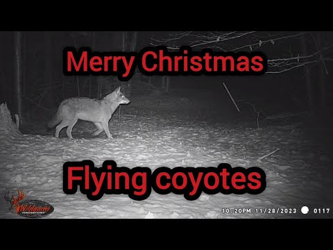 Can Coyote's Fly? - YouTube
