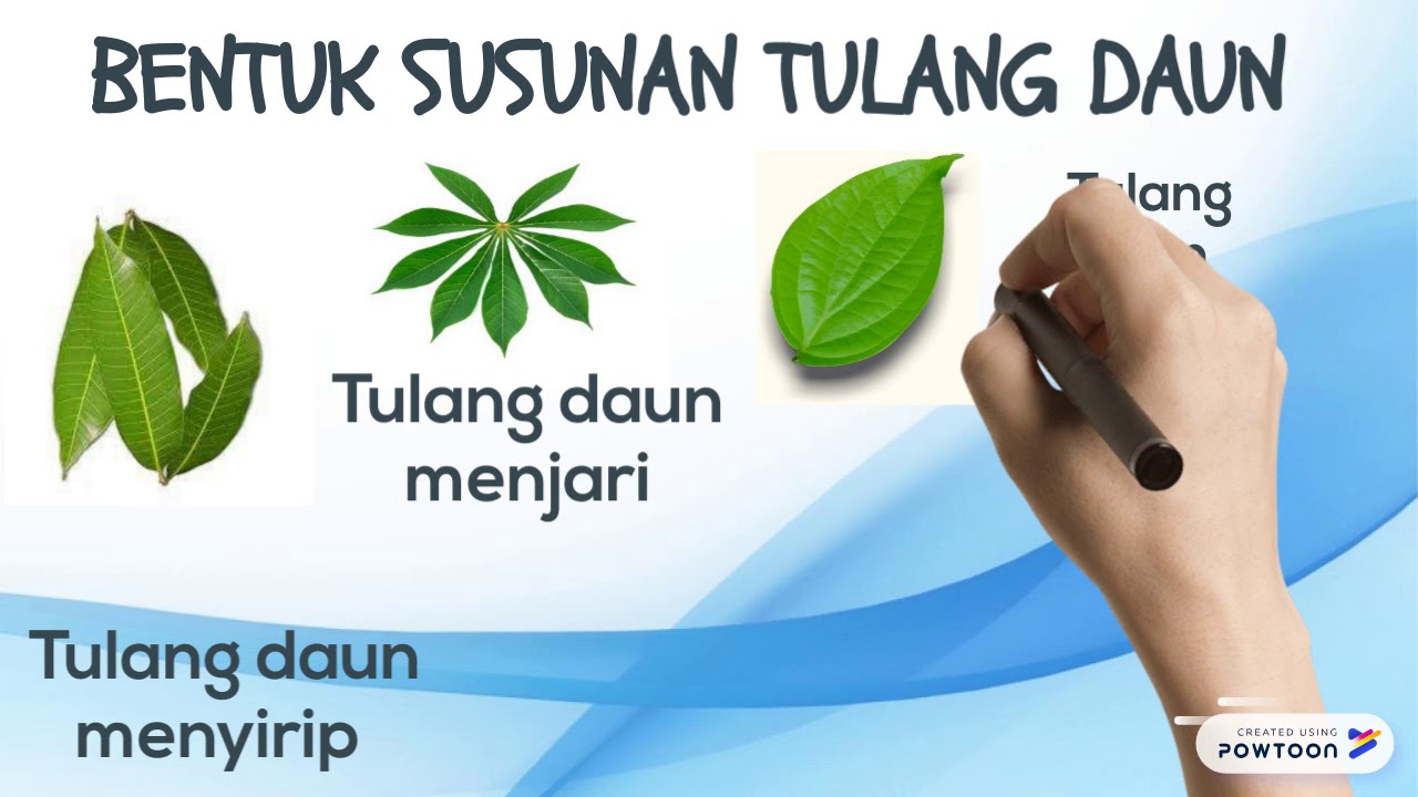 STRUKTUR JENIS DAN FUNGSI DAUN - YouTube