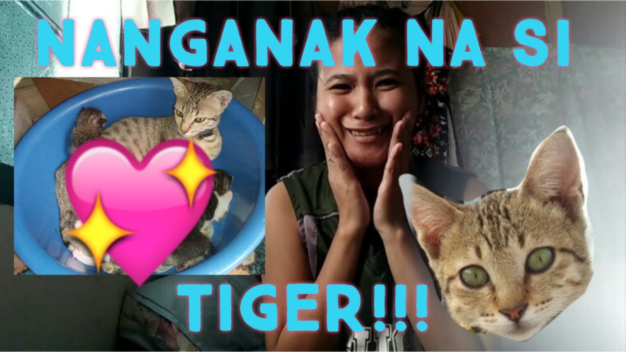 MY FIRST PET GAVE BIRTH TO 4 CUTE KITTENS | pusang pinoy 💖 - YouTube