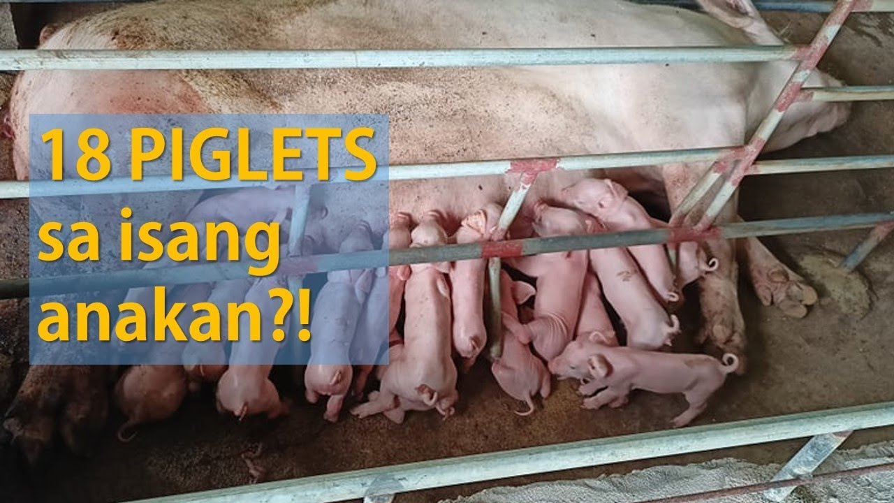 18 PIGLETS ANG ANAK NI MAMA PIG | PIG FARMING #PIGGERY #BABUYAN - YouTube