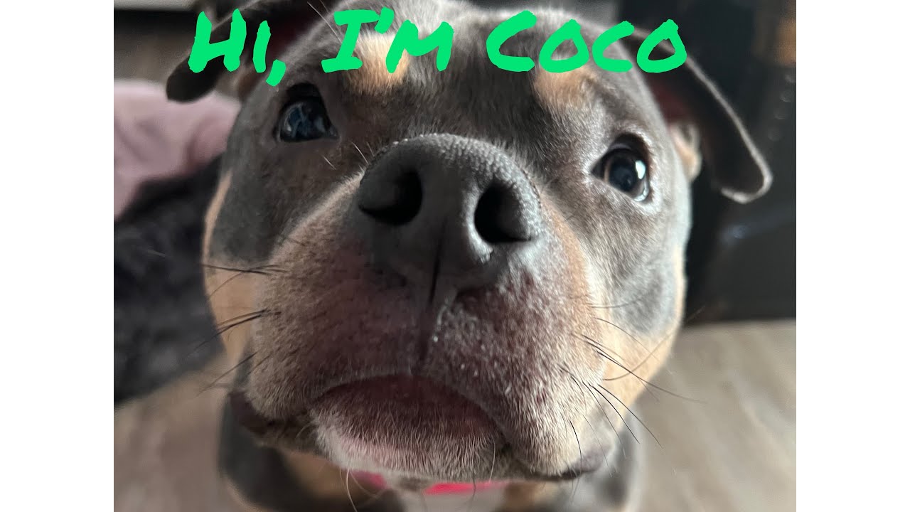What it’s really like to have special needs dogs, a ditl - YouTube