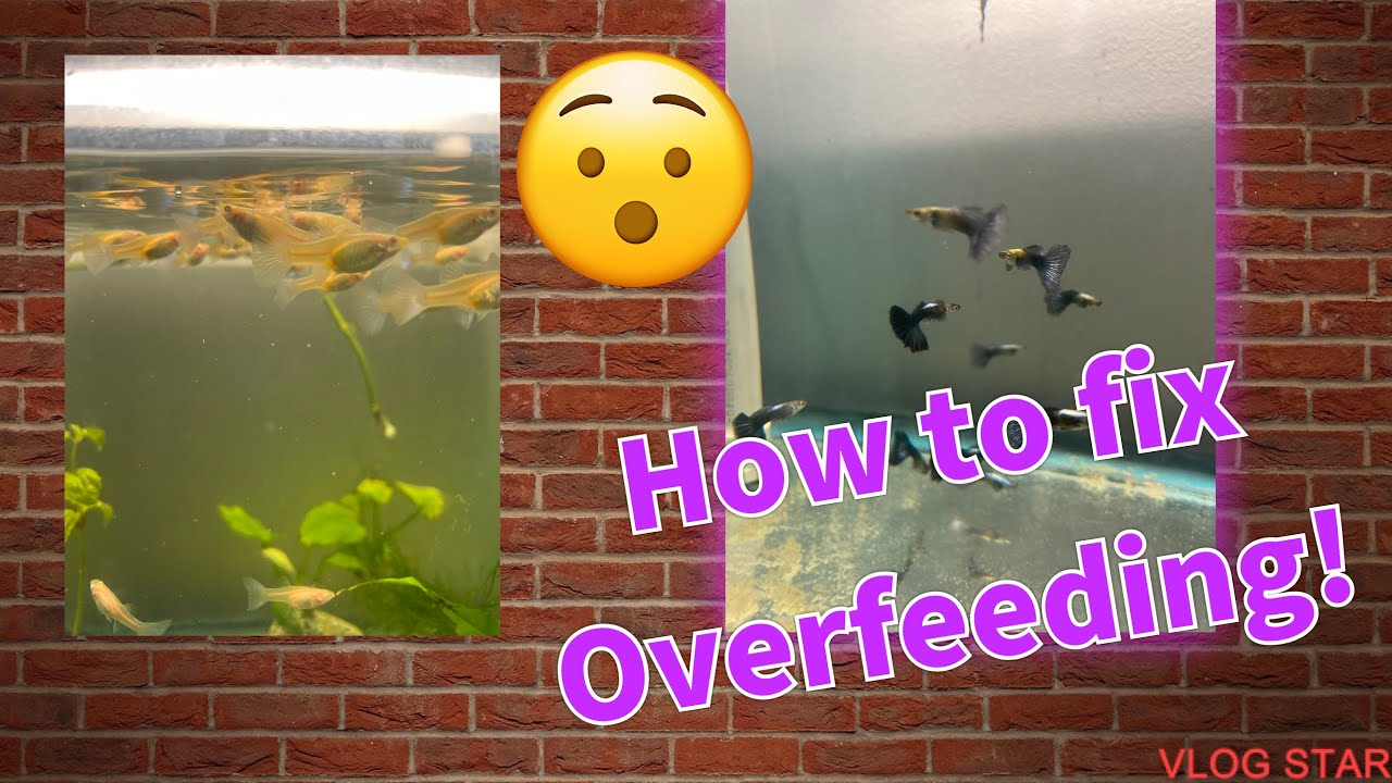 How to fix over feeding fish! - YouTube