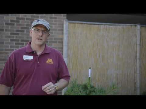 Bud Capping Demonstration - YouTube