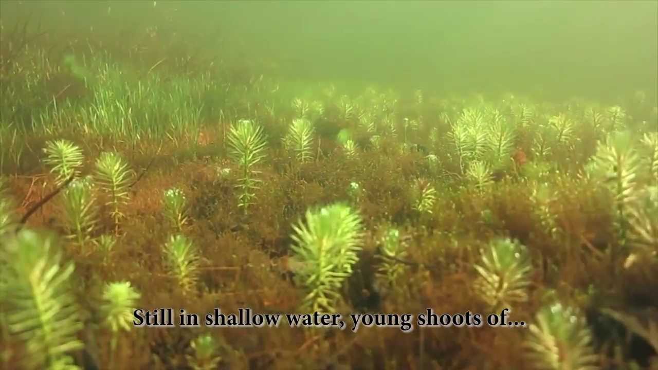 Diving in crystal clear water in an old gravel pit with lush underwater ...
