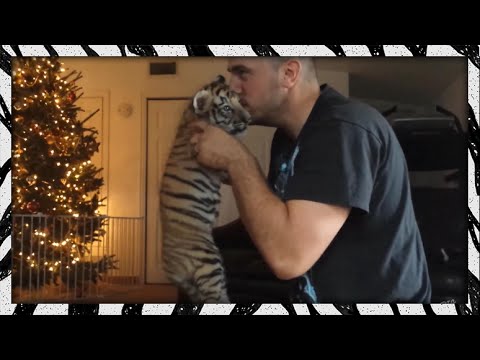 How to hypnotize a tiger cub - YouTube