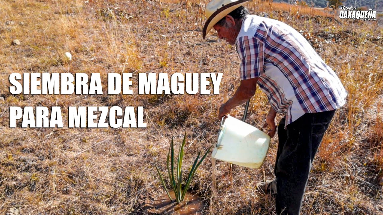 ASÍ SE SIEMBRA EL MAGUEY PARA MEZCAL | Oaxaca y su Mezcal Ancestral ...