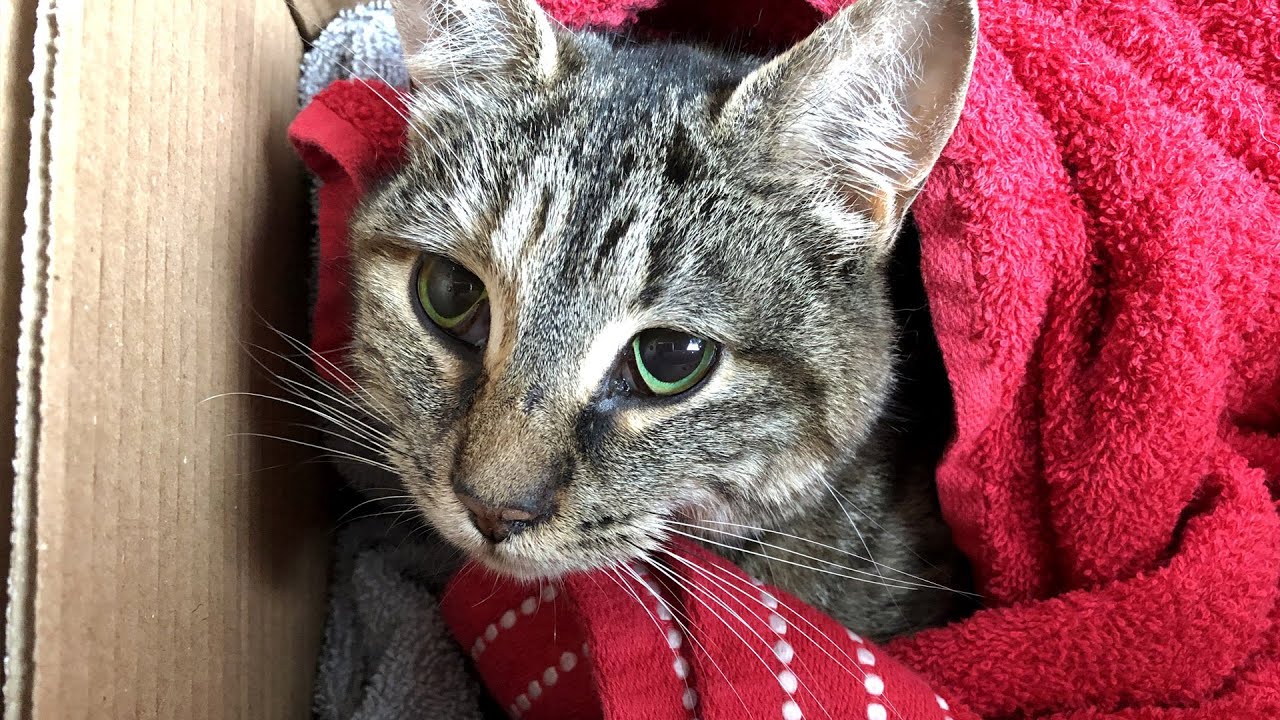 My Barn Cat Got Run Over by a Car 💔 - YouTube