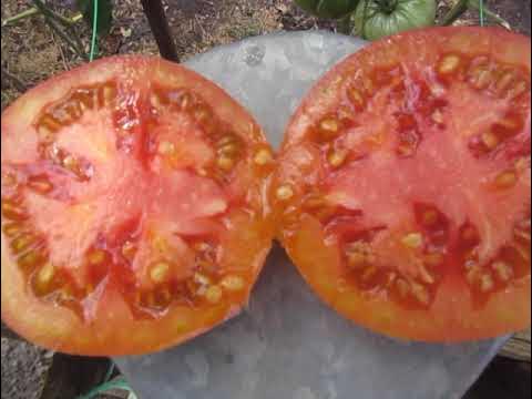 Томат Апельсиновый Щербет Амишей. Надзвичайно красиво і смачно! - YouTube