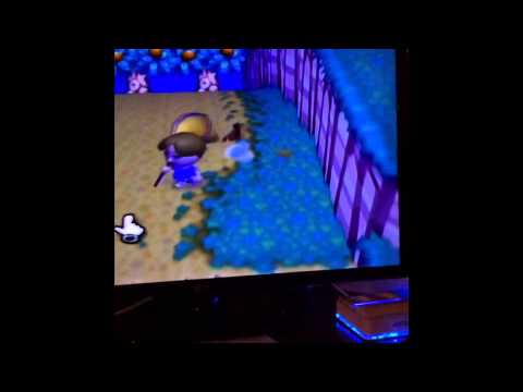 ACCF My 2014 Awesome Tarantula And Scorpion Video - YouTube