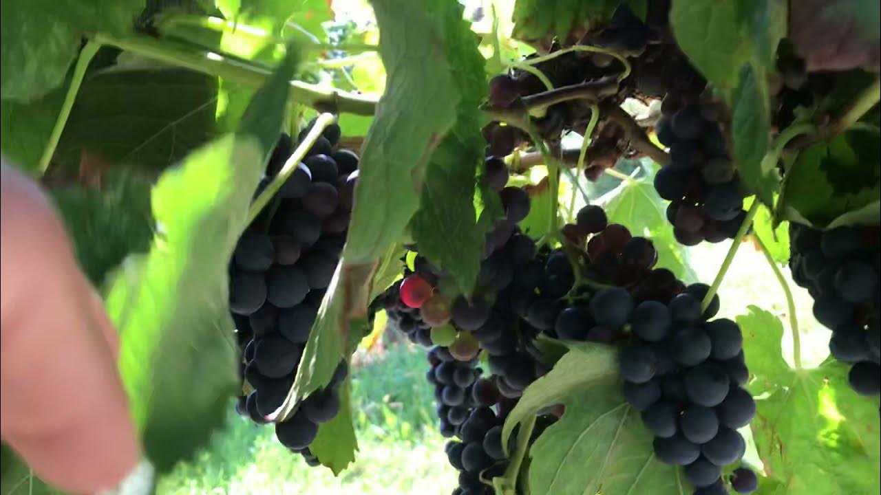 Kebun Anggur di Bordeaux (grapes farm for wine in Bordeaux) - YouTube