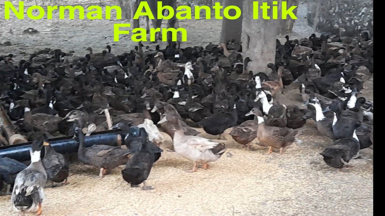 Itik Farm/Pangkabuhayan/Pag-aalaga ng Itik/Itikan/Duck Farm - YouTube