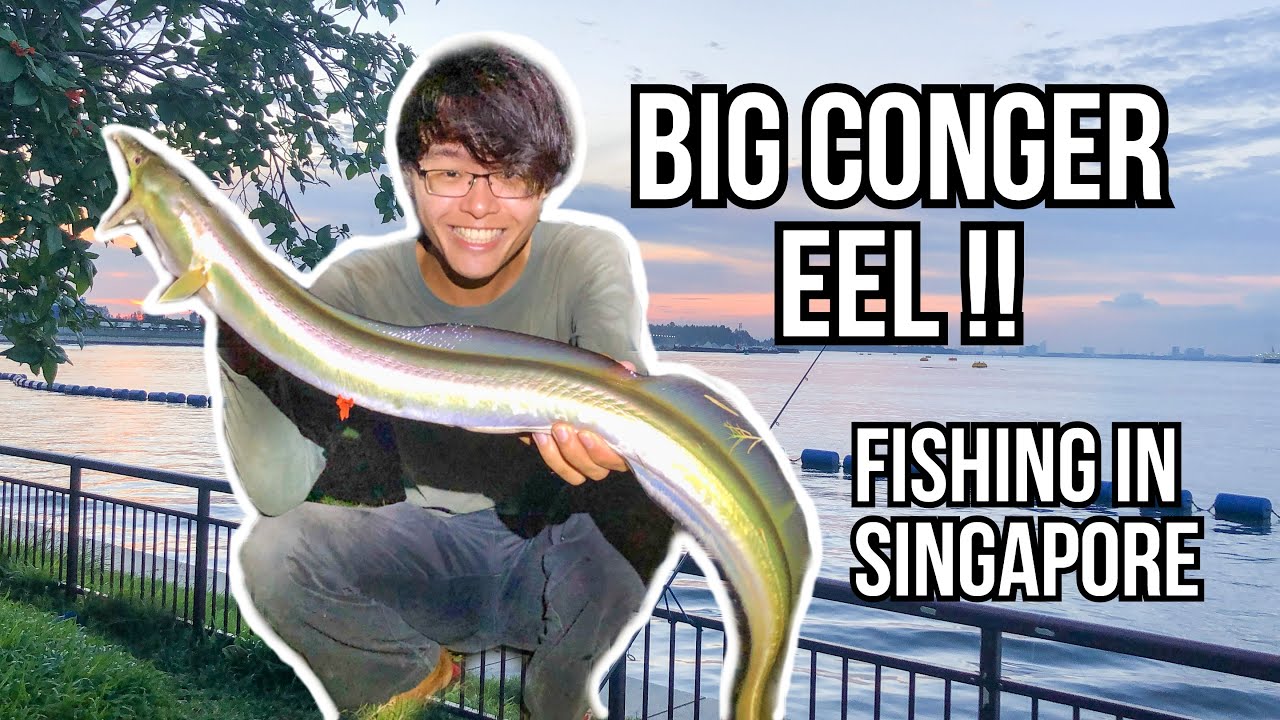 Punggol Waterfront Fishing: Conger Eel (New Species Unlocked) - YouTube