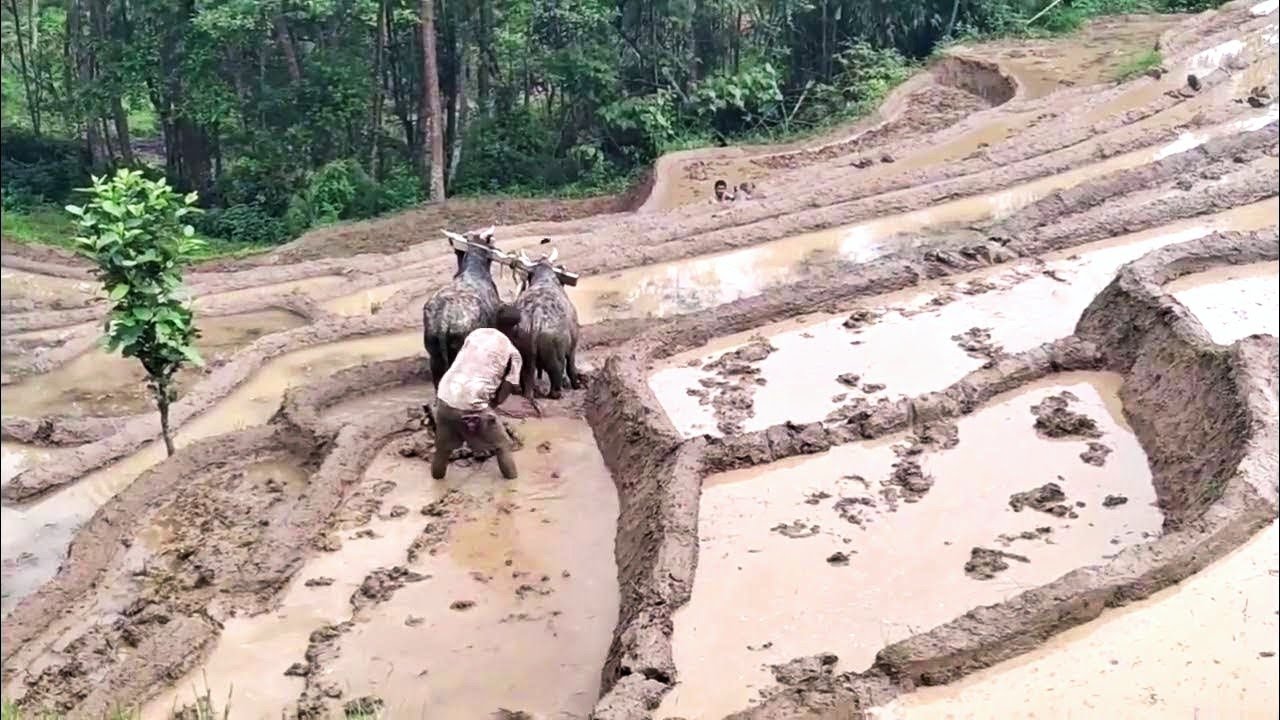 Primitive Way to Preparing Field For Paddy Farming || Daily Village ...