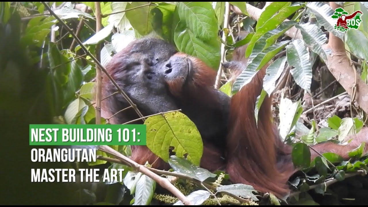 NEST BUILDING 101 : ORANGUTAN MASTER THE ART - YouTube