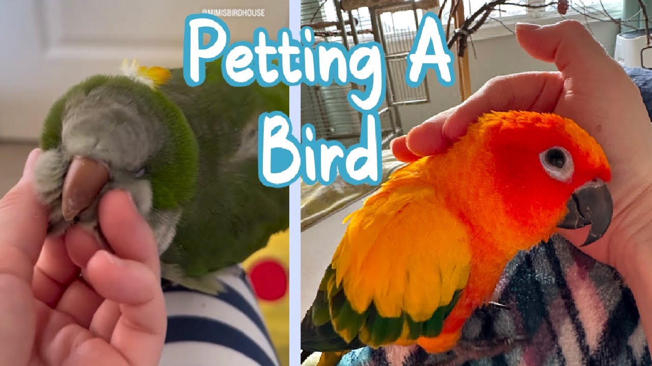How To Pet And Hold Your Bird - YouTube