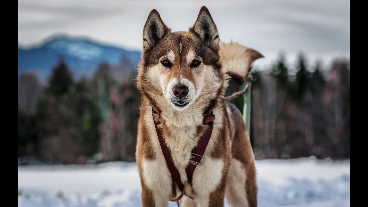 A Summary of Real Story |Pets| Episode 3| Balto, the sled dog ! - YouTube