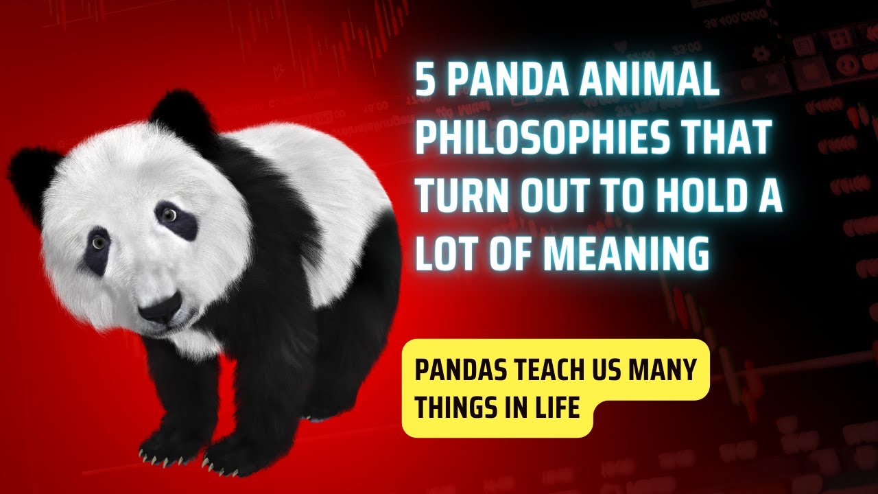 Panda teach us many things in life!! 5 Panda Animal Philosophies - YouTube