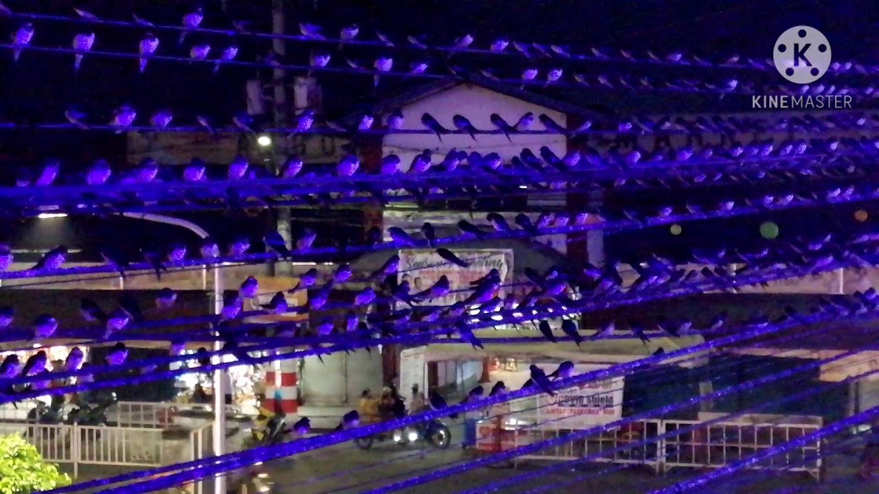 GAANO KAGANDA ANG MGA IBON PIPIT🐦 SA DAPIT HAPON/ANGONO RIZAL - YouTube