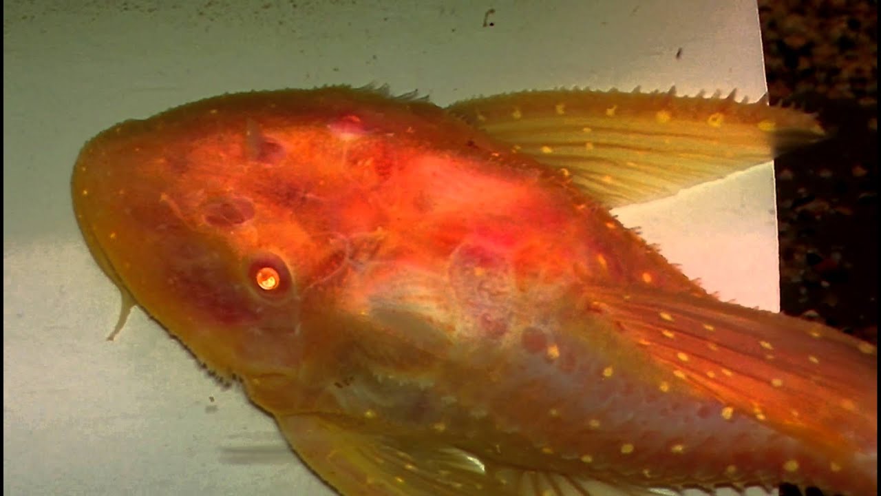 L155 Albino Adonis Pleco (Fish & Pets Utopia) - YouTube