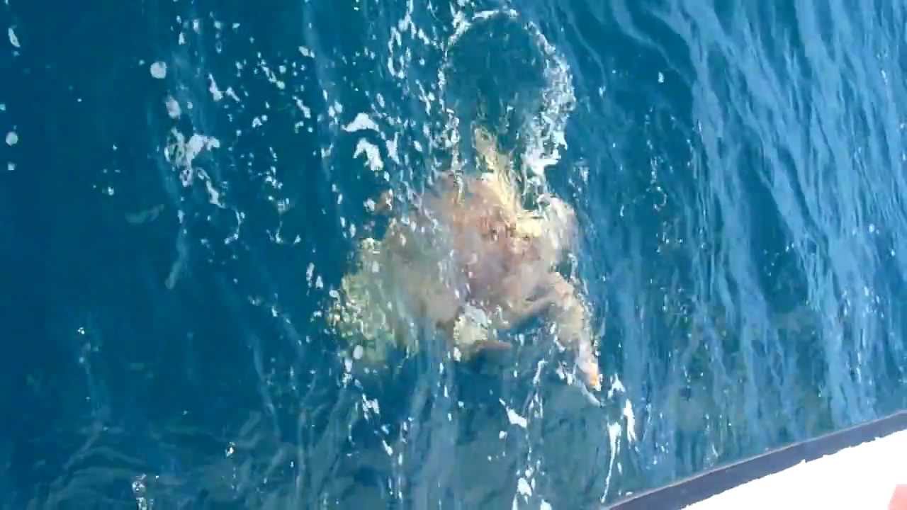 Loggerhead Sea Turtle Attacks Boat! - YouTube