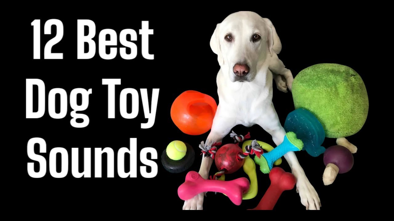 Squeaky Toy Sounds ,Sounds Dogs React To, Sound to attract dogs # ...