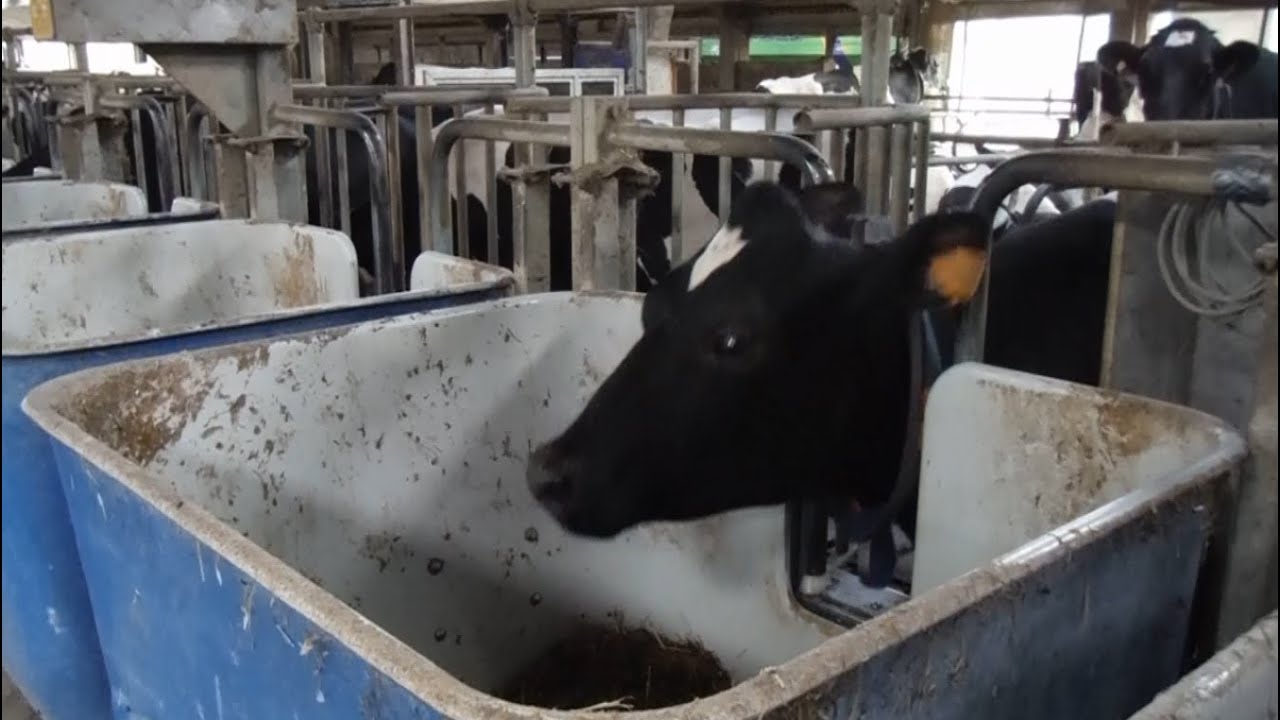 Controlling and Recording Feed Intake - YouTube