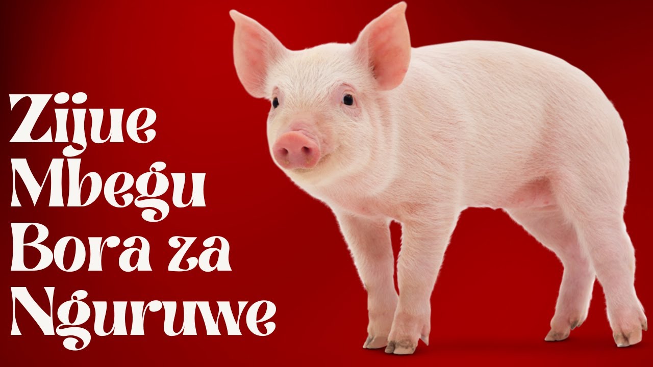 Ufugaji Bora na Wakisasa wa Nguruwe Unalipa kama Mfugaji Atazingatia ...