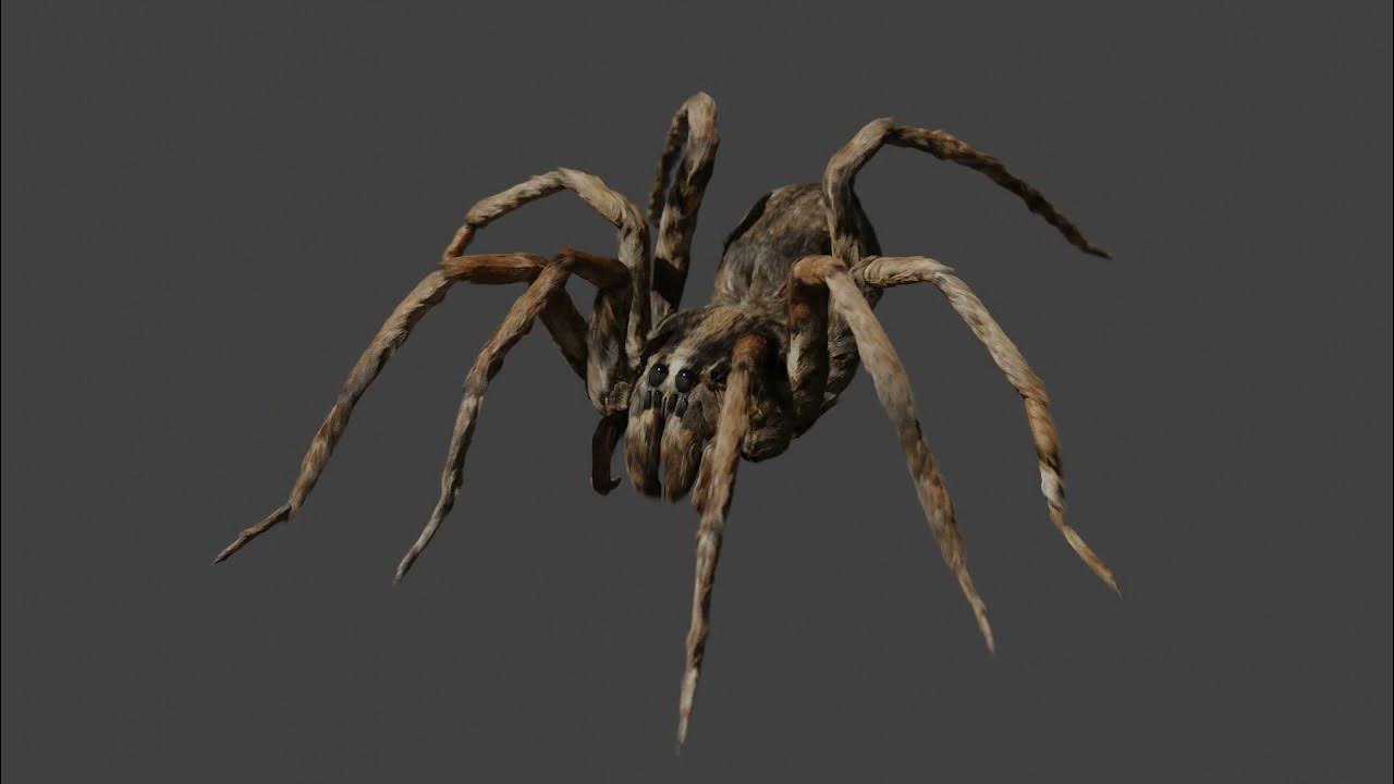 Spider Walk Cycle - Animation - YouTube