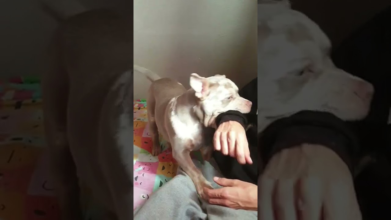PUPPY ATTACK YouTube puppy-attack-youtube
