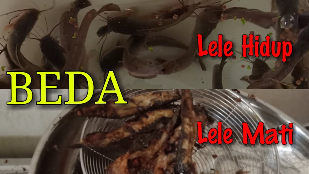 Beda Lele Hidup ama Lele Mati - YouTube