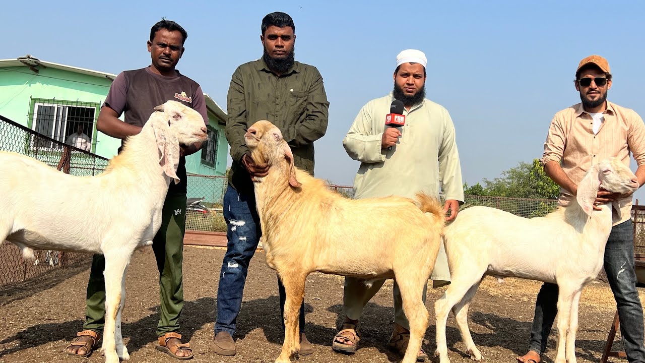 Sojat & White Boer Goat at Memon Goat Farm - YouTube