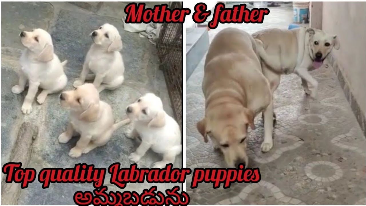 Top quality Labrador puppies for sale|9966193106|hyderabad|dog market ...