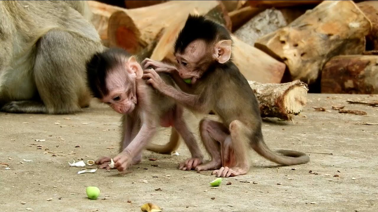 Wow, baby Martin & Emily! The two baby monkeys have a good time playing ...