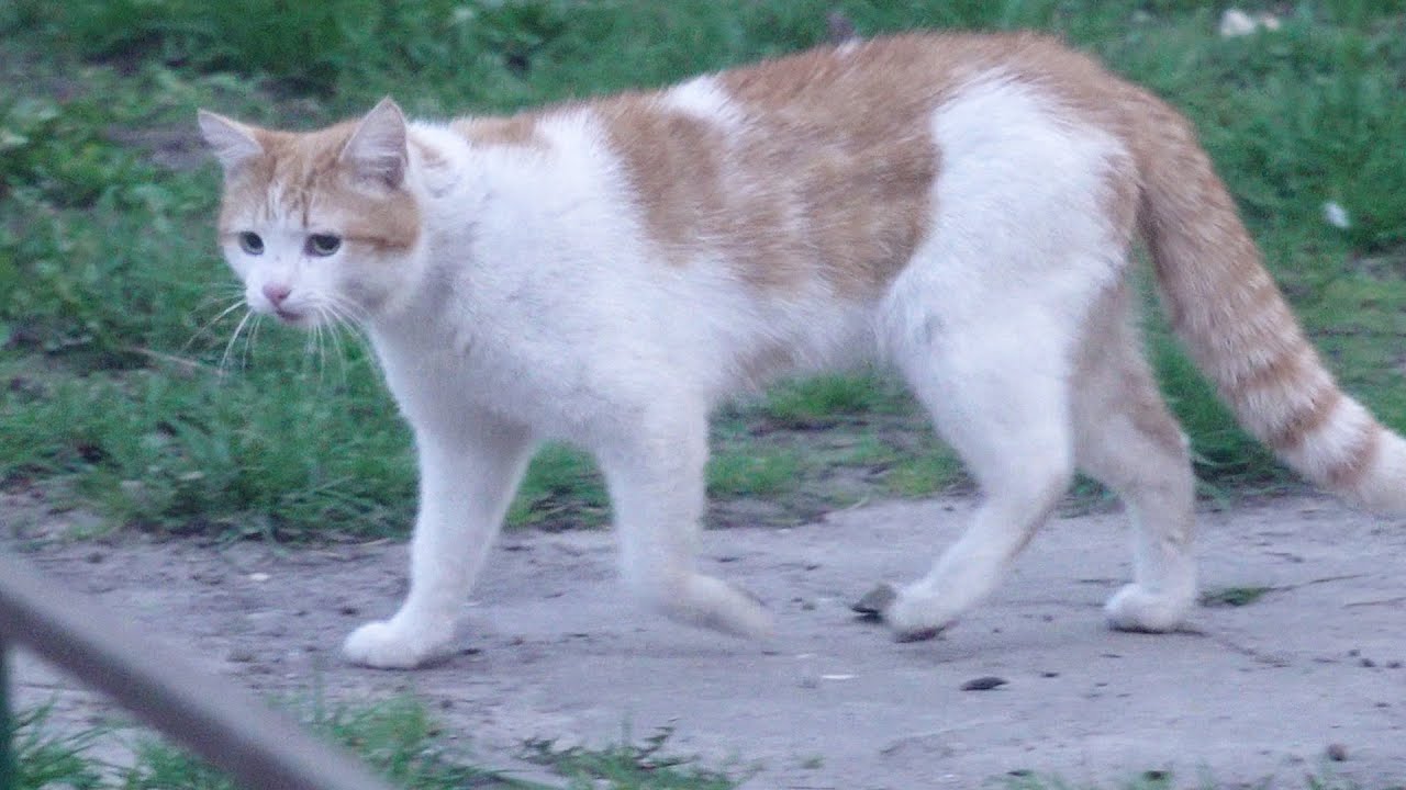 The cat crying because 3 days without food - YouTube