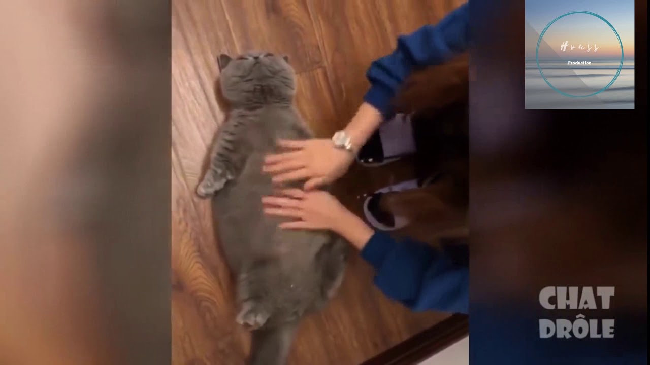 VIDEO DE CHAT A MOURIR DE RIRE TRES MARRANT 2019 BEST OF - YouTube