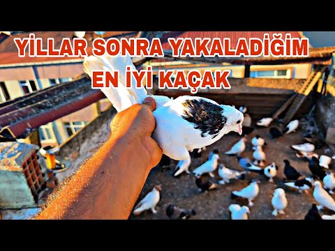 YİLLAR SONRA YAKALADİĞİM EN İYİ KAÇAK ENSELİ EDREMİT KELEBEĞİ