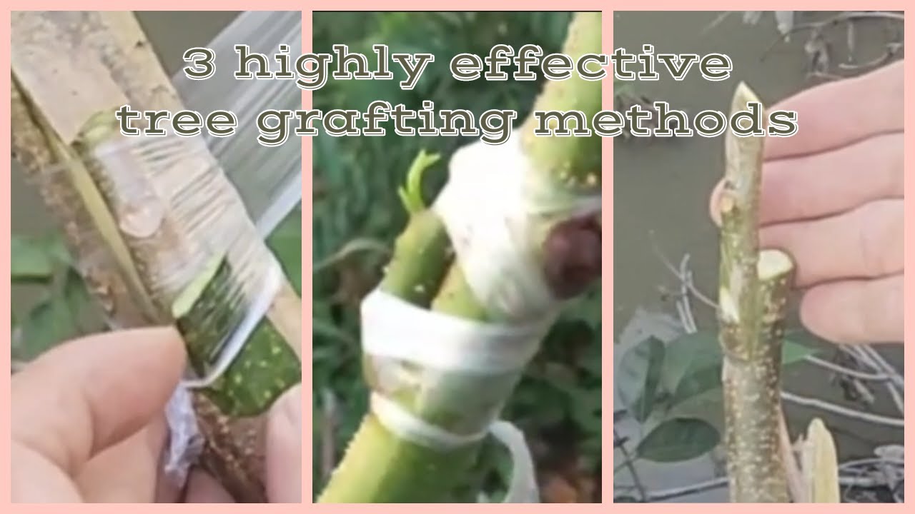 3 highly effective tree grafting methods #2751 - YouTube